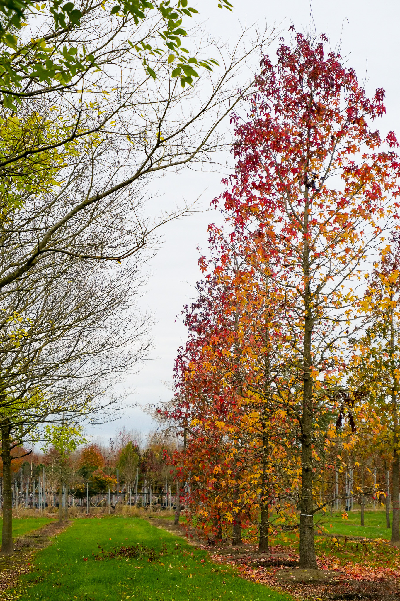Liquidambar styraciflua | Amberboom - Van den Berk Boomkwekerijen